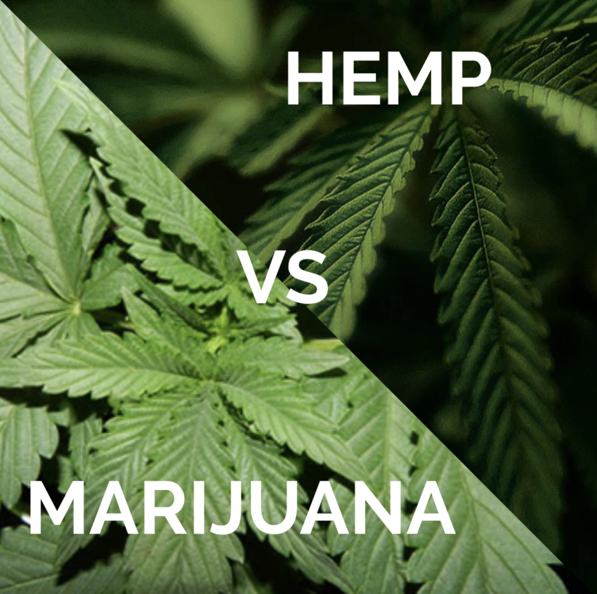 Uncovering Misconceptions - How is Marijuana Different From Hemp - 2021 ...