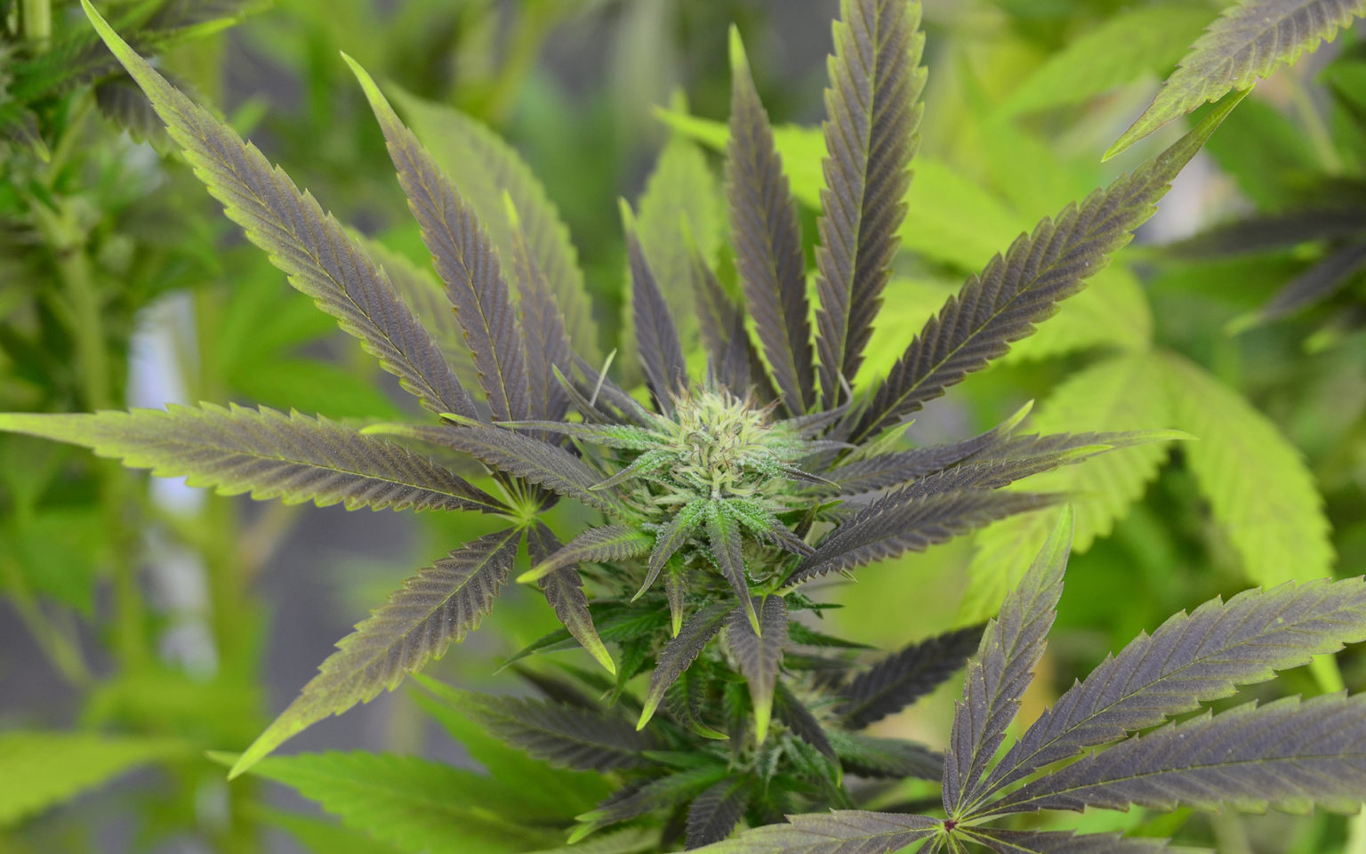 6 Highest Yielding Cannabis Strains 2024 - Cannabis Legale