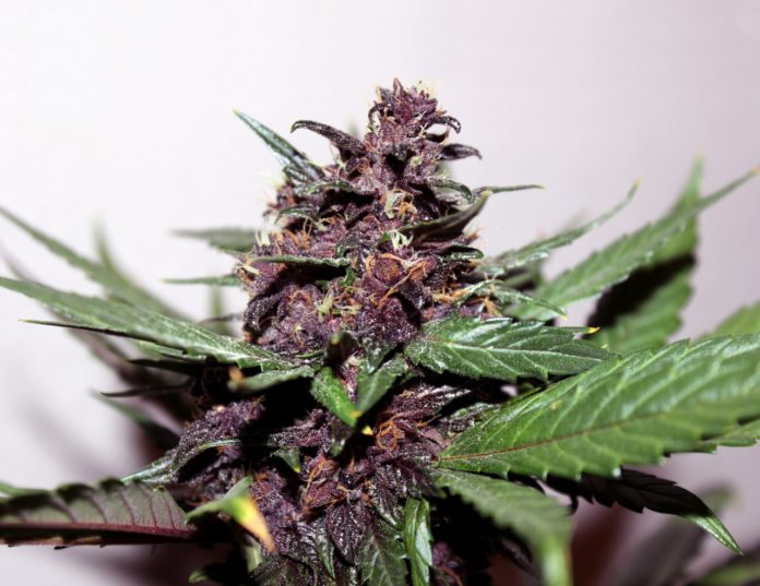 8 of the Top Smokeable Hemp Flower Strains - Cannabis Legale