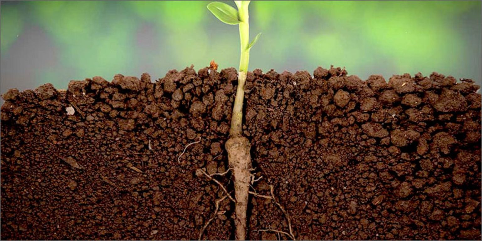 The Importance of Knowing the Cannabis Plant Anatomy - Cannabis Legale