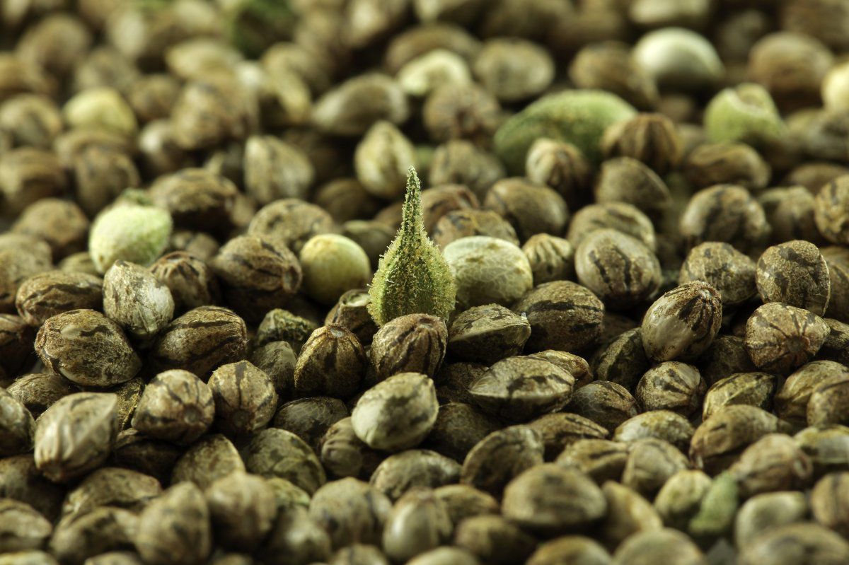 What Are Feminized Seeds? - Cannabis Legale