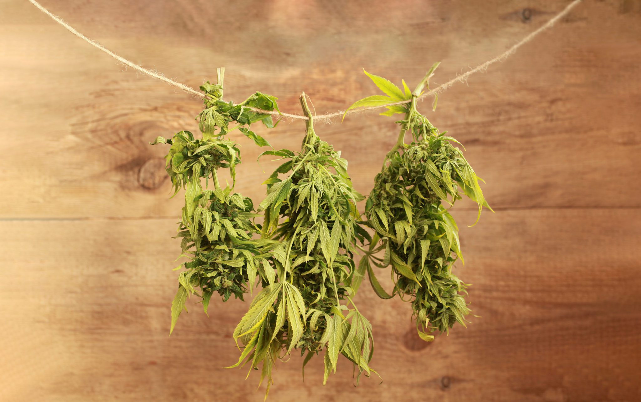 What Is Curing Cannabis? Everything You Should Know - Cannabis Legale