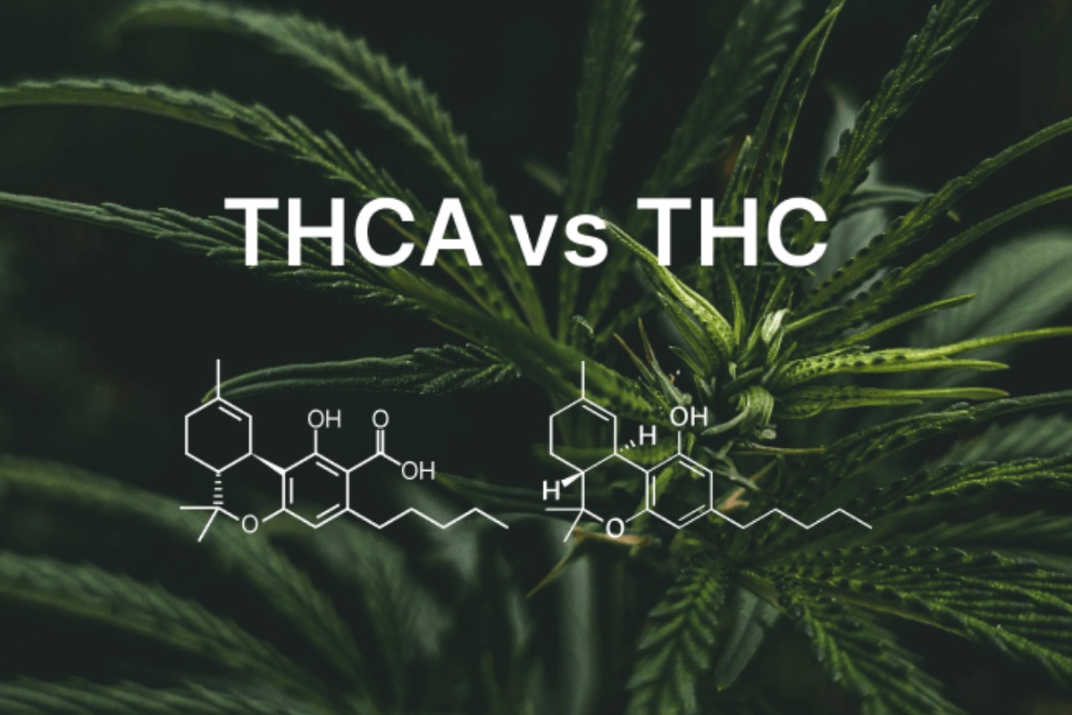 THC Vs THCA A Comparative Analysis Of Cannabinoids Cannabis Legale THC Vs THCA A Comparative Analysis Of Cannabinoids Cannabis Legale